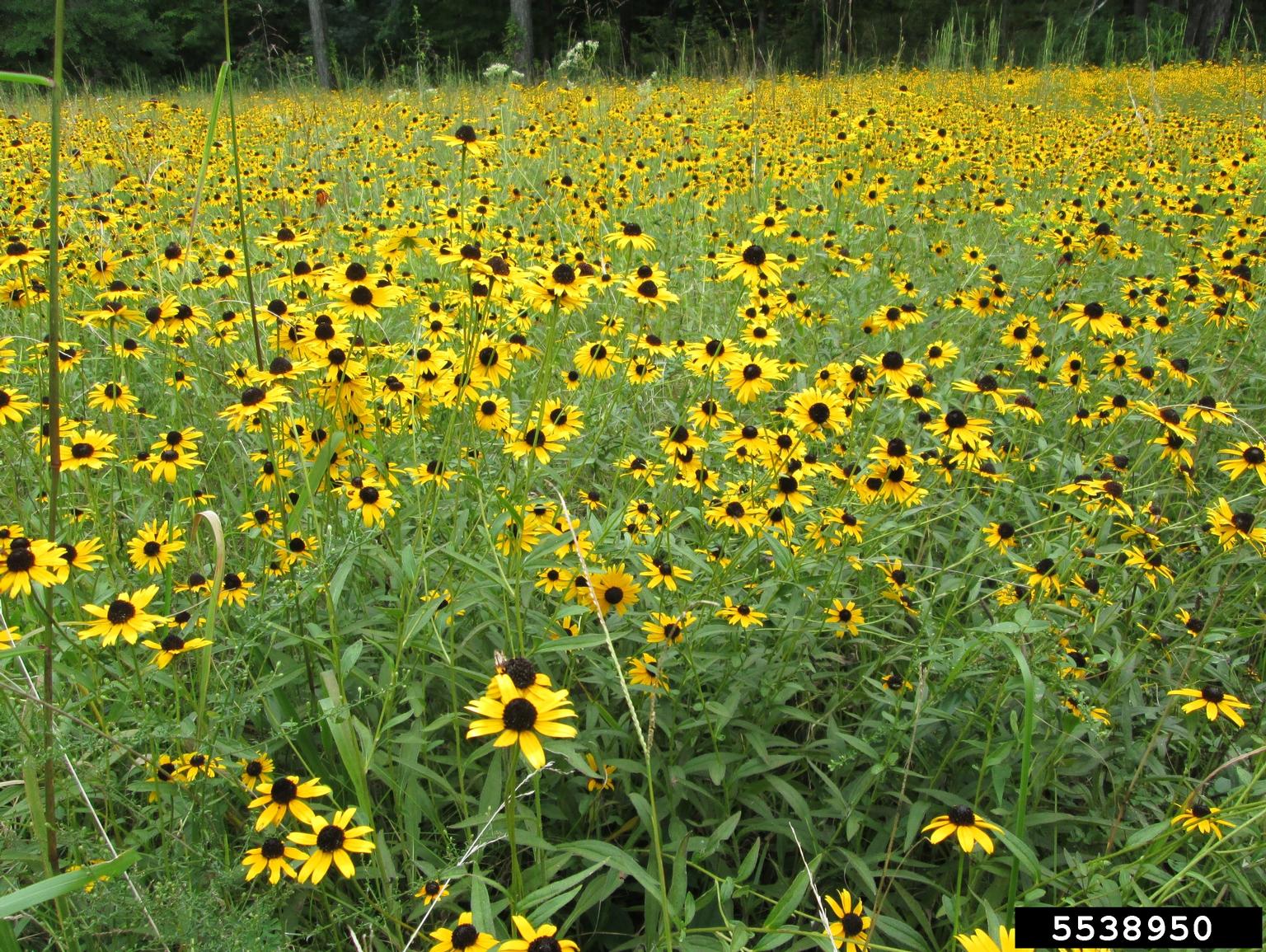 black-eyed susan (Rudbeckia hirta)