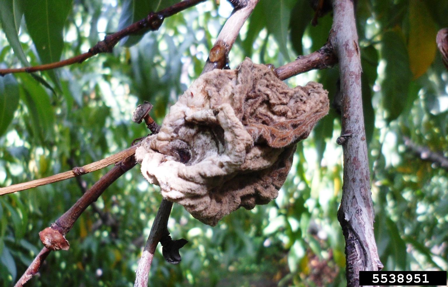 brown rots (Genus Monilinia Bonord.)