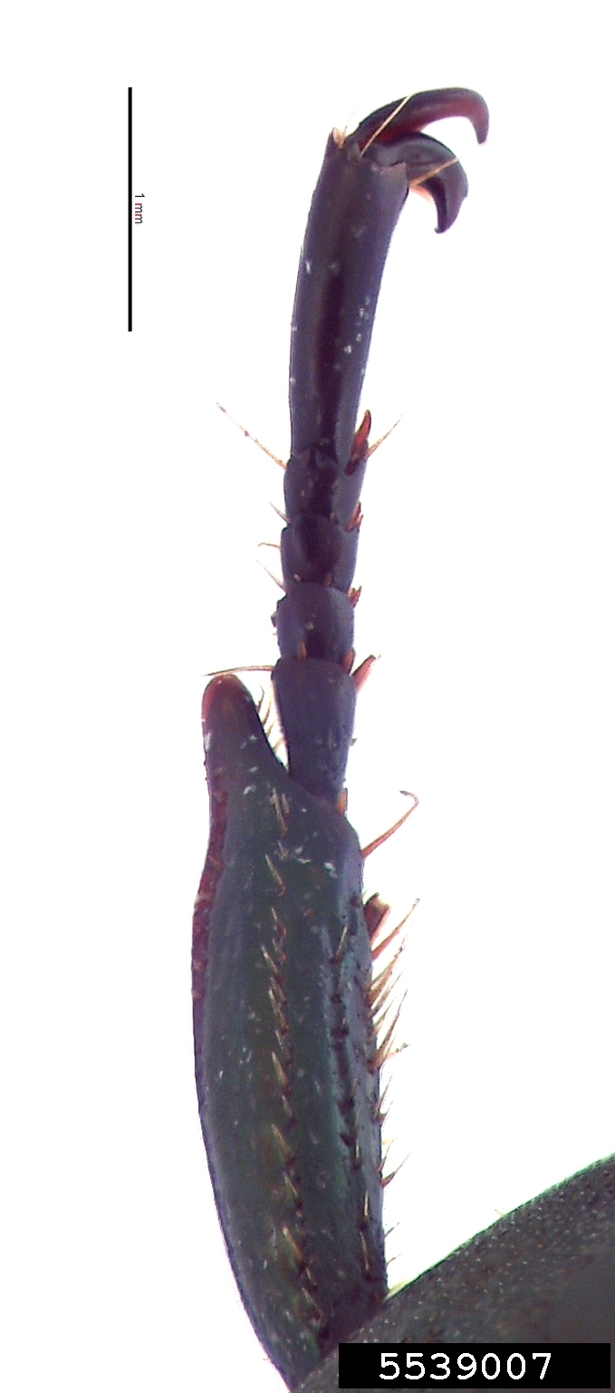 cupreus chafer (Anomala cuprea)
