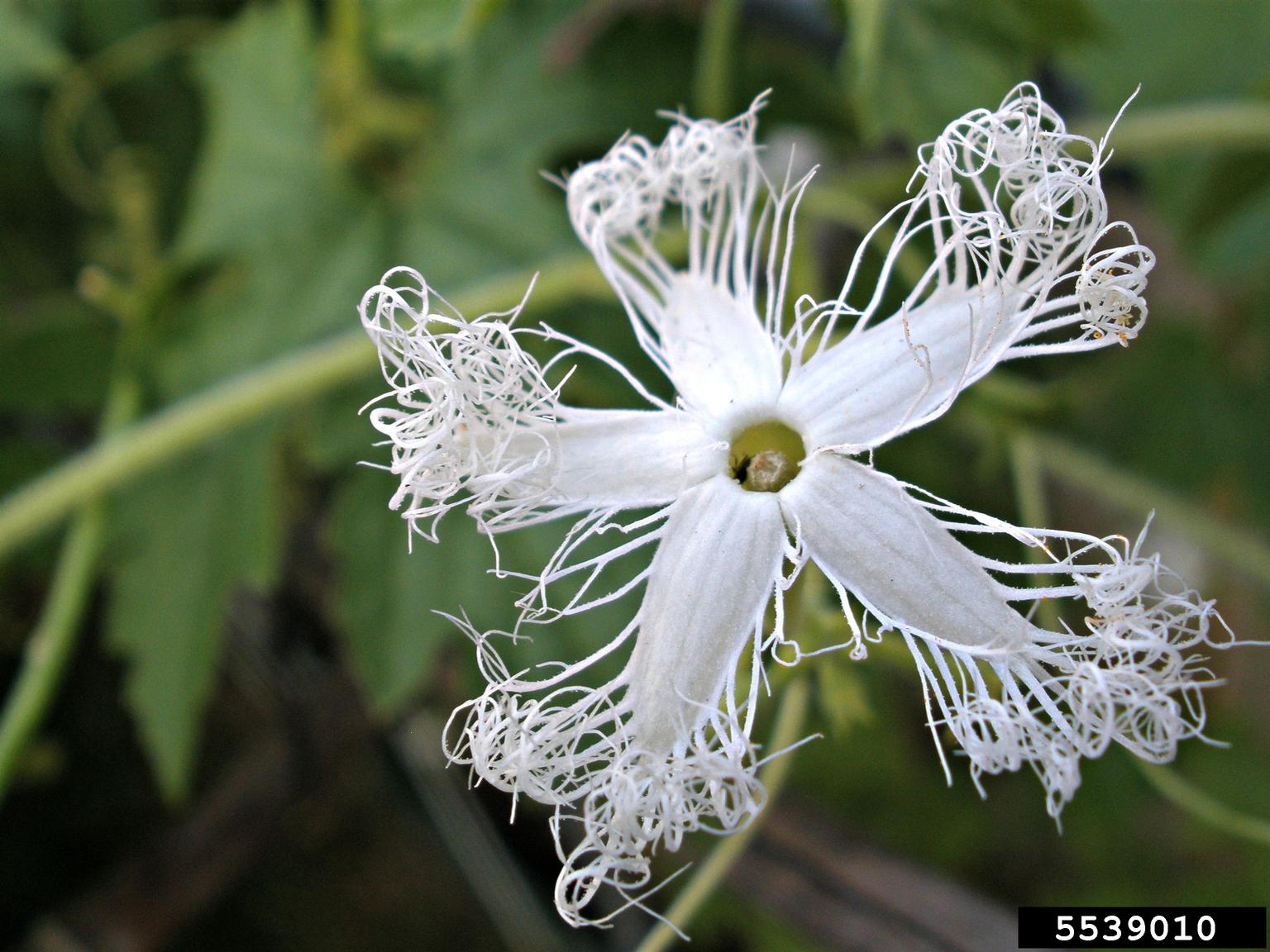 snakegourd (Trichosanthes cucumerina)