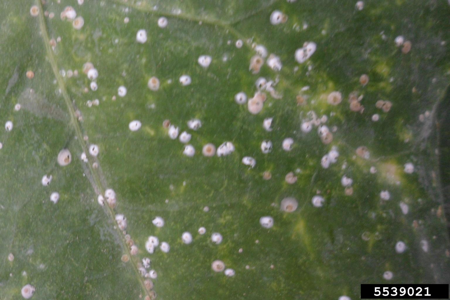 armored scales (Aspidiotus spp. ) on English ivy (Hedera helix ) - 5539021