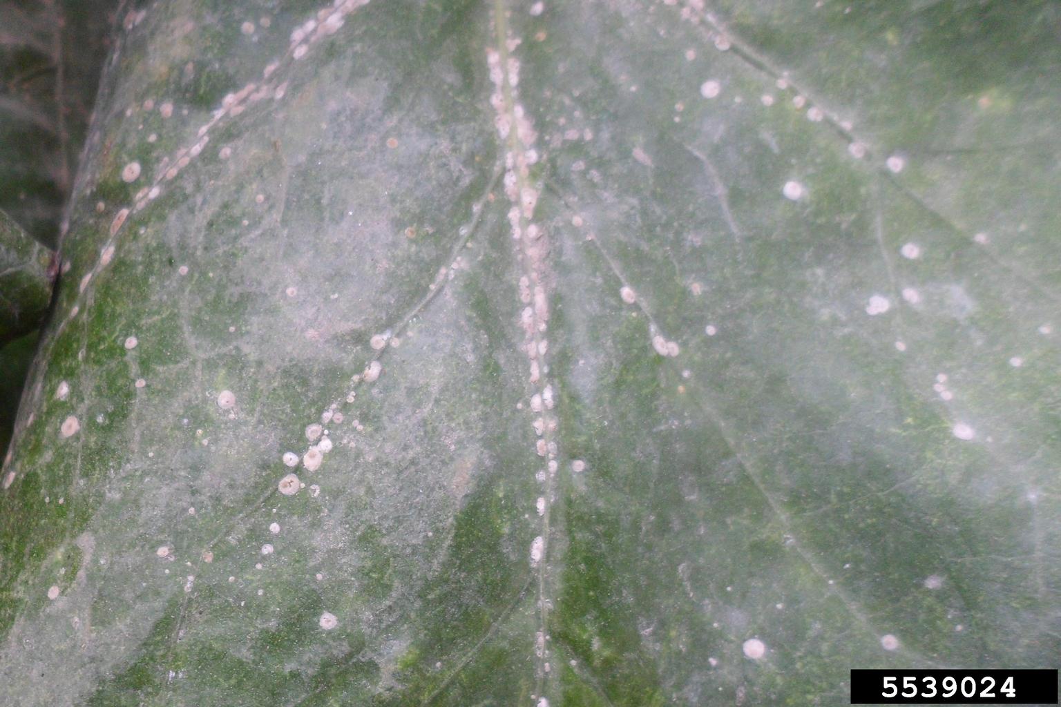 armored scales (Genus Aspidiotus)