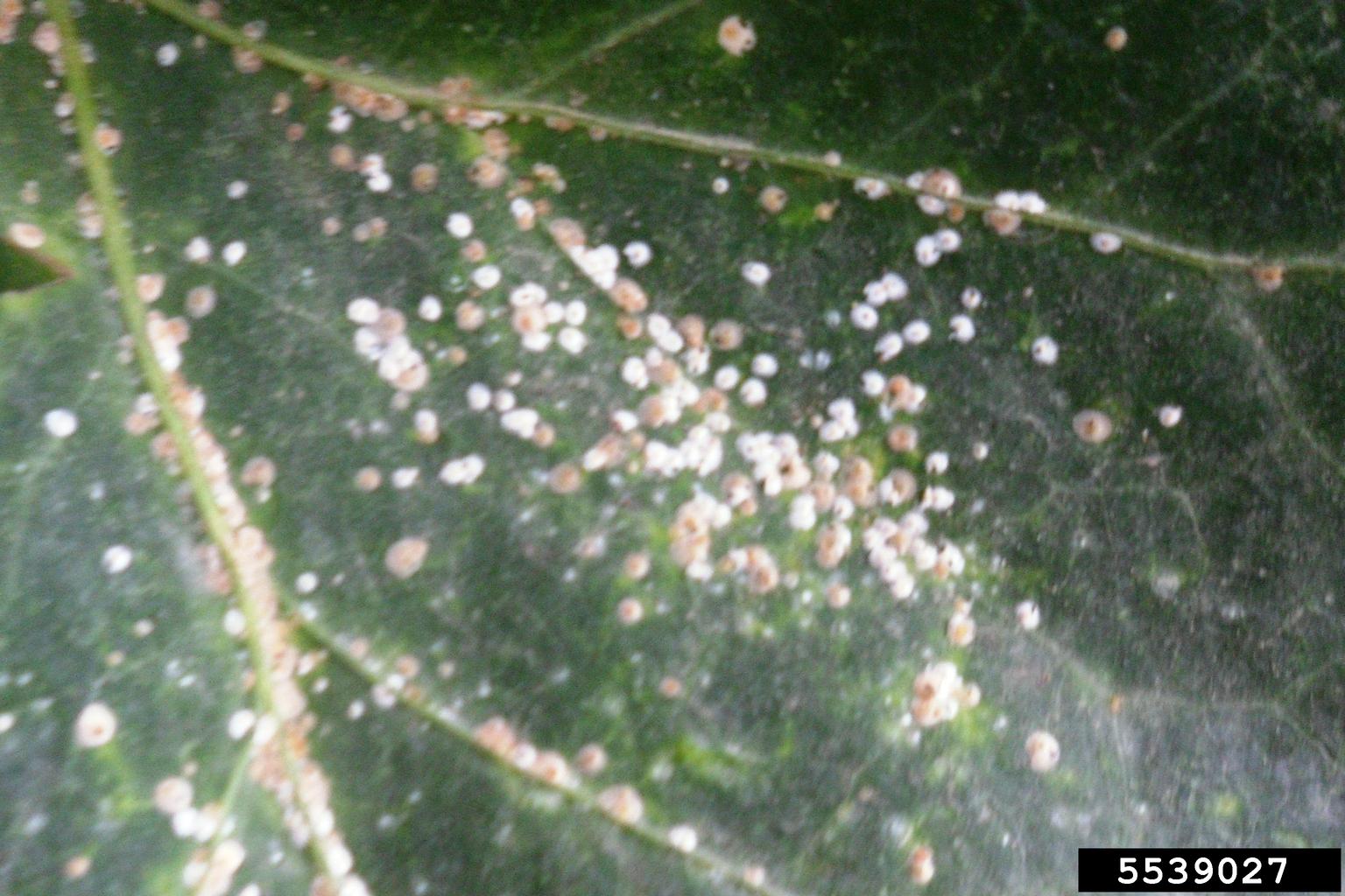 armored scales (Genus Aspidiotus)