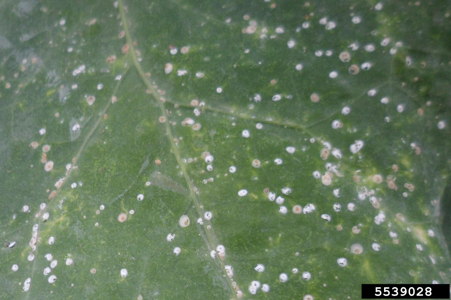 armored scales (Genus Aspidiotus Bouche, 1833)