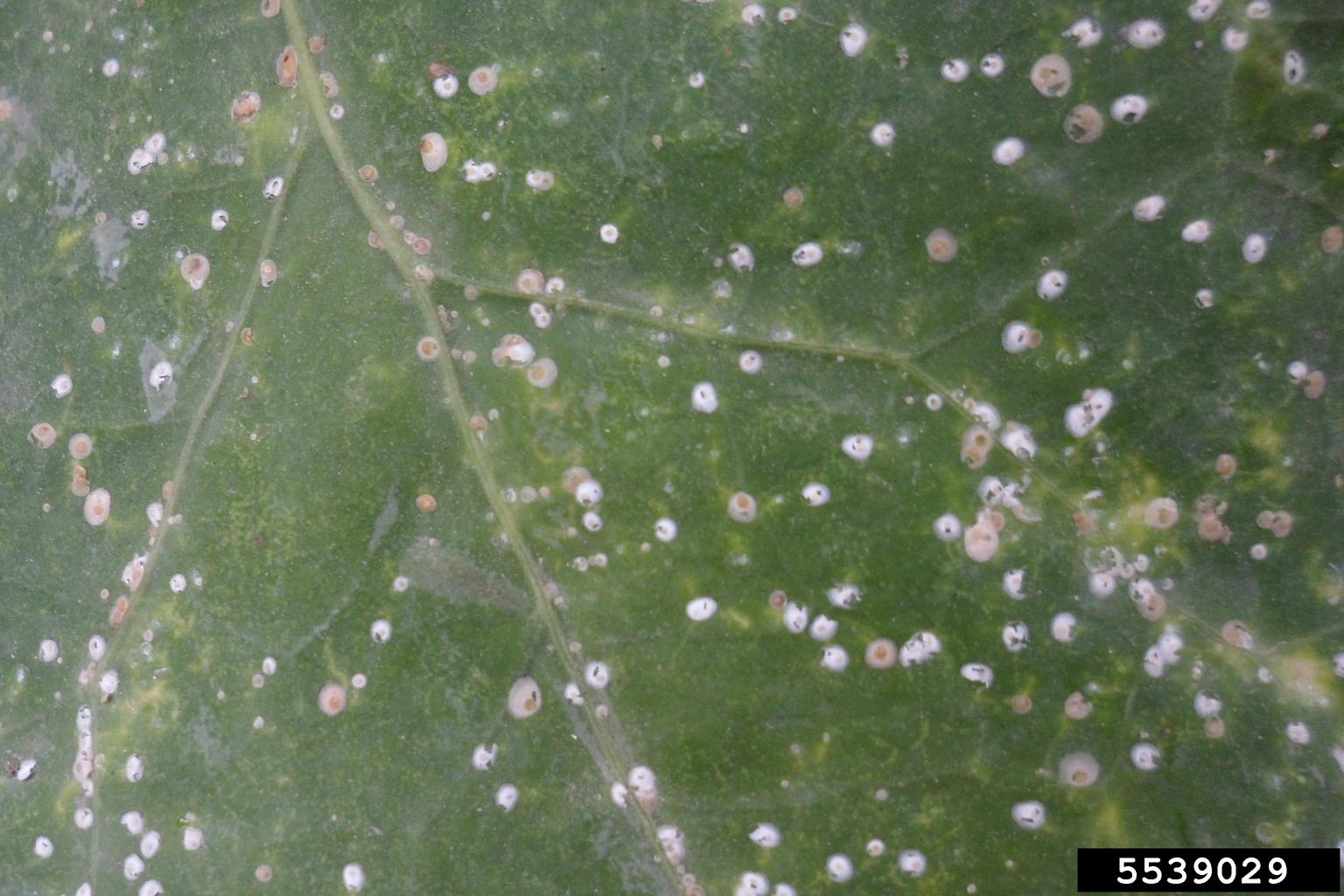 armored scales (Genus Aspidiotus Bouche, 1833)