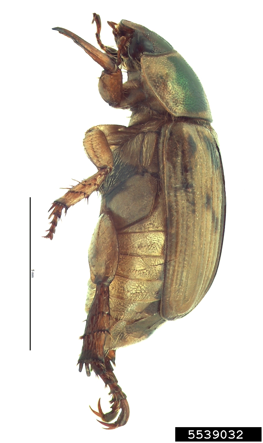 oriental beetle (Exomala orientalis (Waterhouse, 1875))