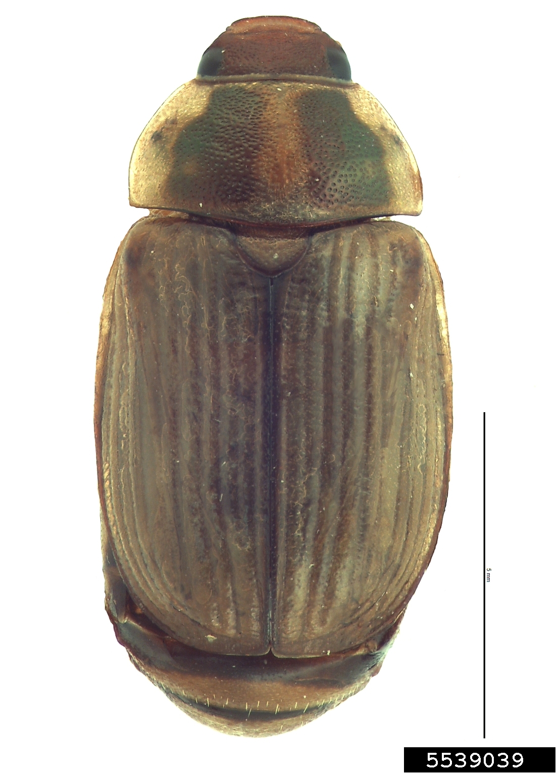 oriental beetle (Exomala orientalis (Waterhouse, 1875))