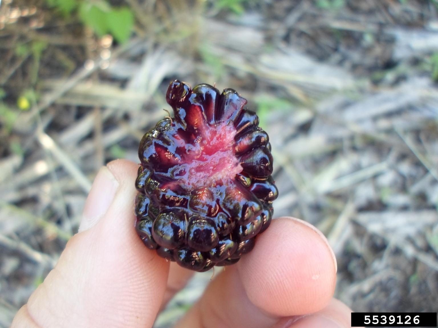 cane fruit (blackberry, raspberry), Rubus spp. (Rosales: Rosaceae ...