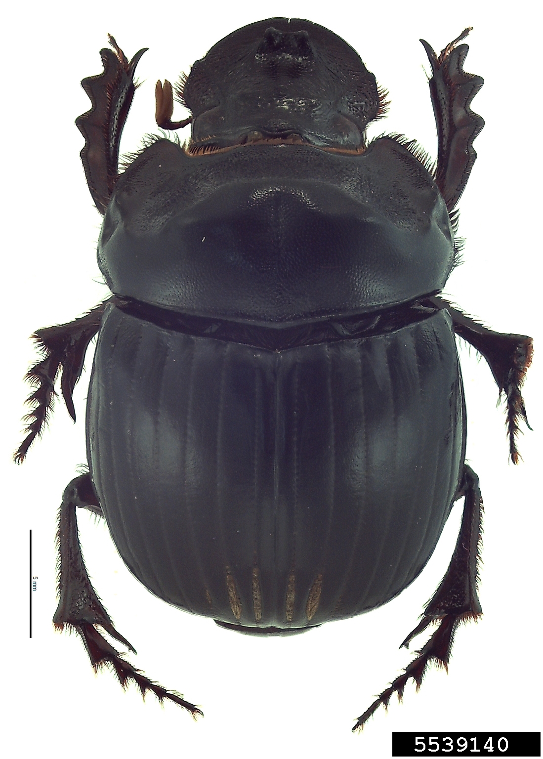 dung beetle (Dichotomius carolinus)