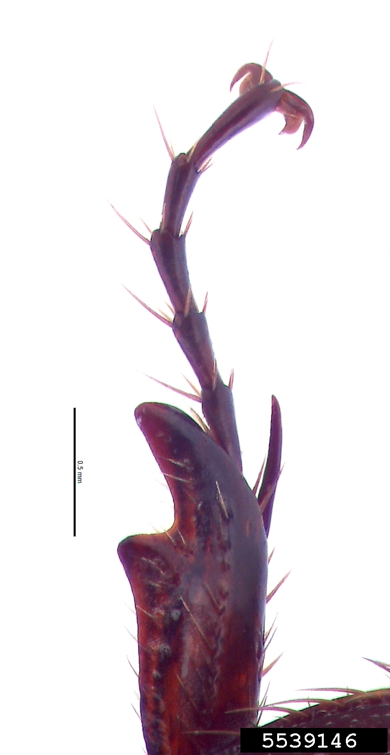 Asiatic garden beetle (Maladera castanea)