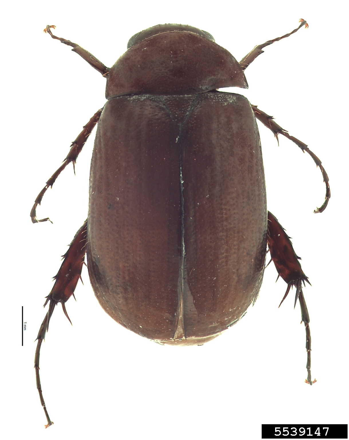 Asiatic garden beetle (Maladera castanea (Arrow, 1913))