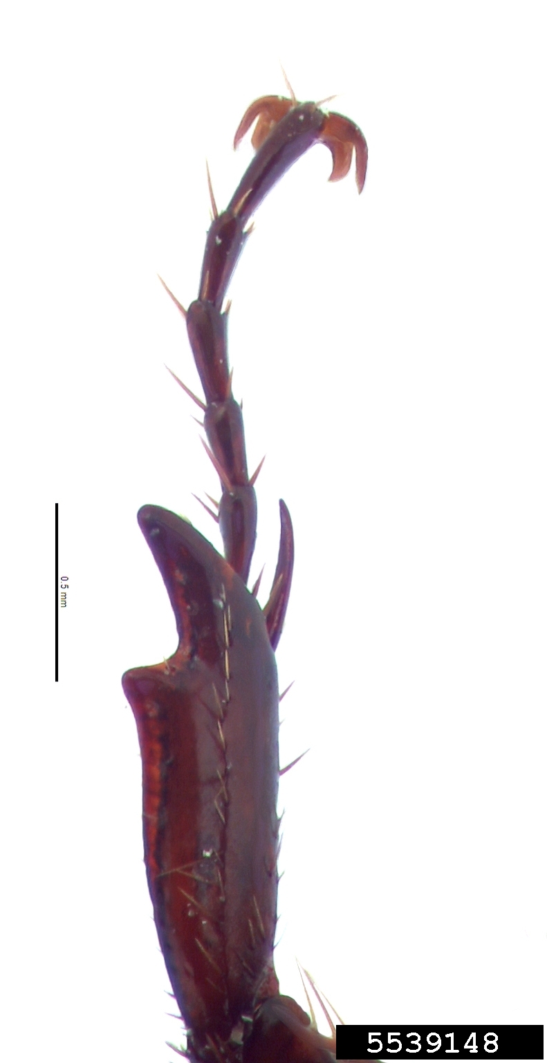 Asiatic garden beetle (Maladera castanea (Arrow, 1913))