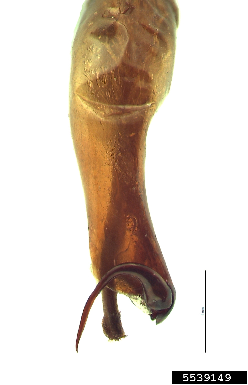 Asiatic garden beetle (Maladera castanea (Arrow, 1913))