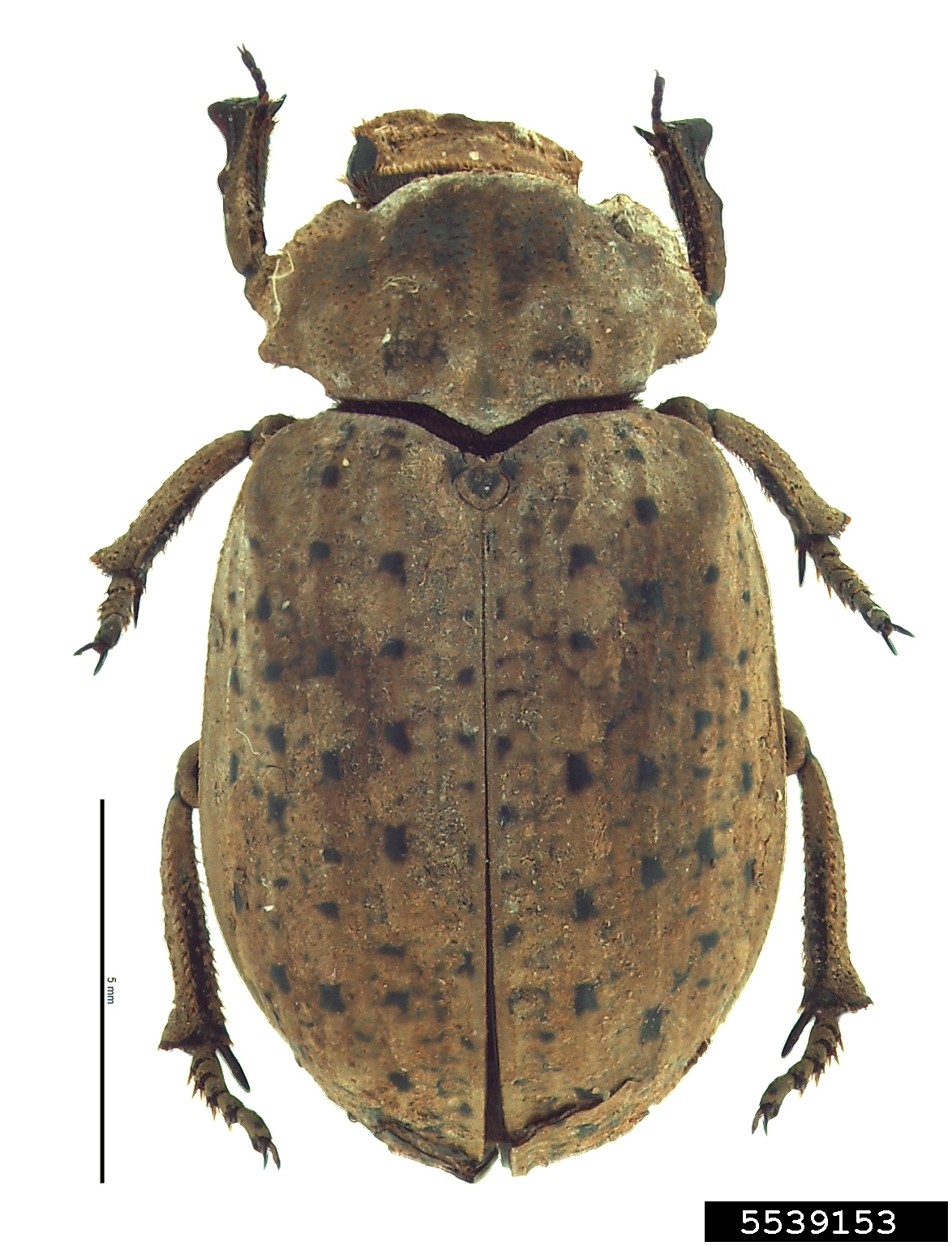 hide beetle (Omorgus suberosus (Fabricius, 1775))