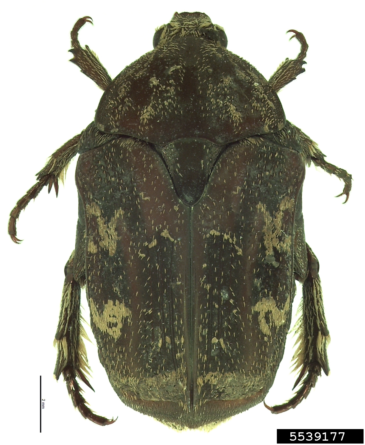 mango flower beetle, Protaetia fusca (Coleoptera: Scarabaeidae) - 5539177