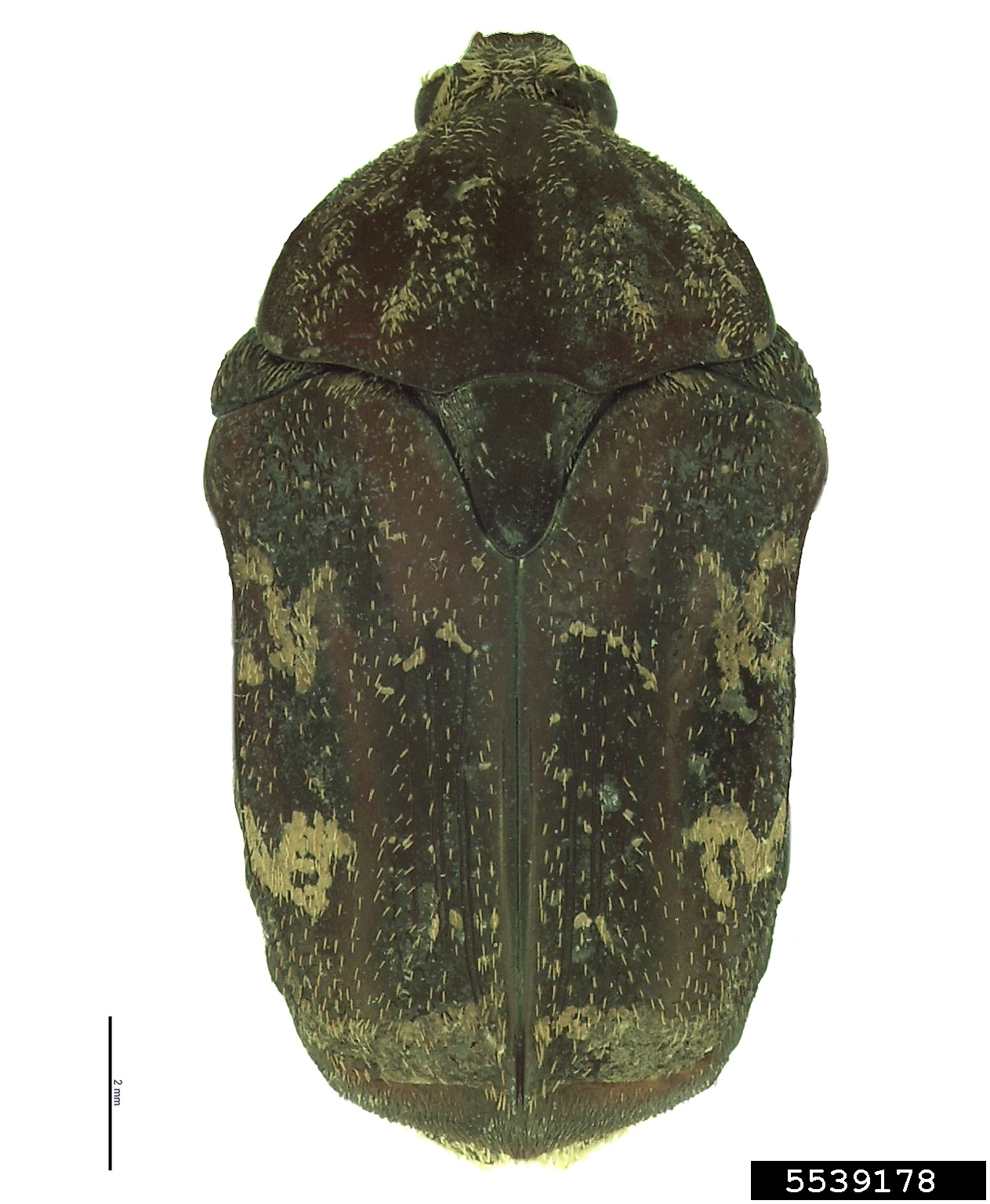 mango flower beetle (Protaetia fusca (Herbst, 1790))