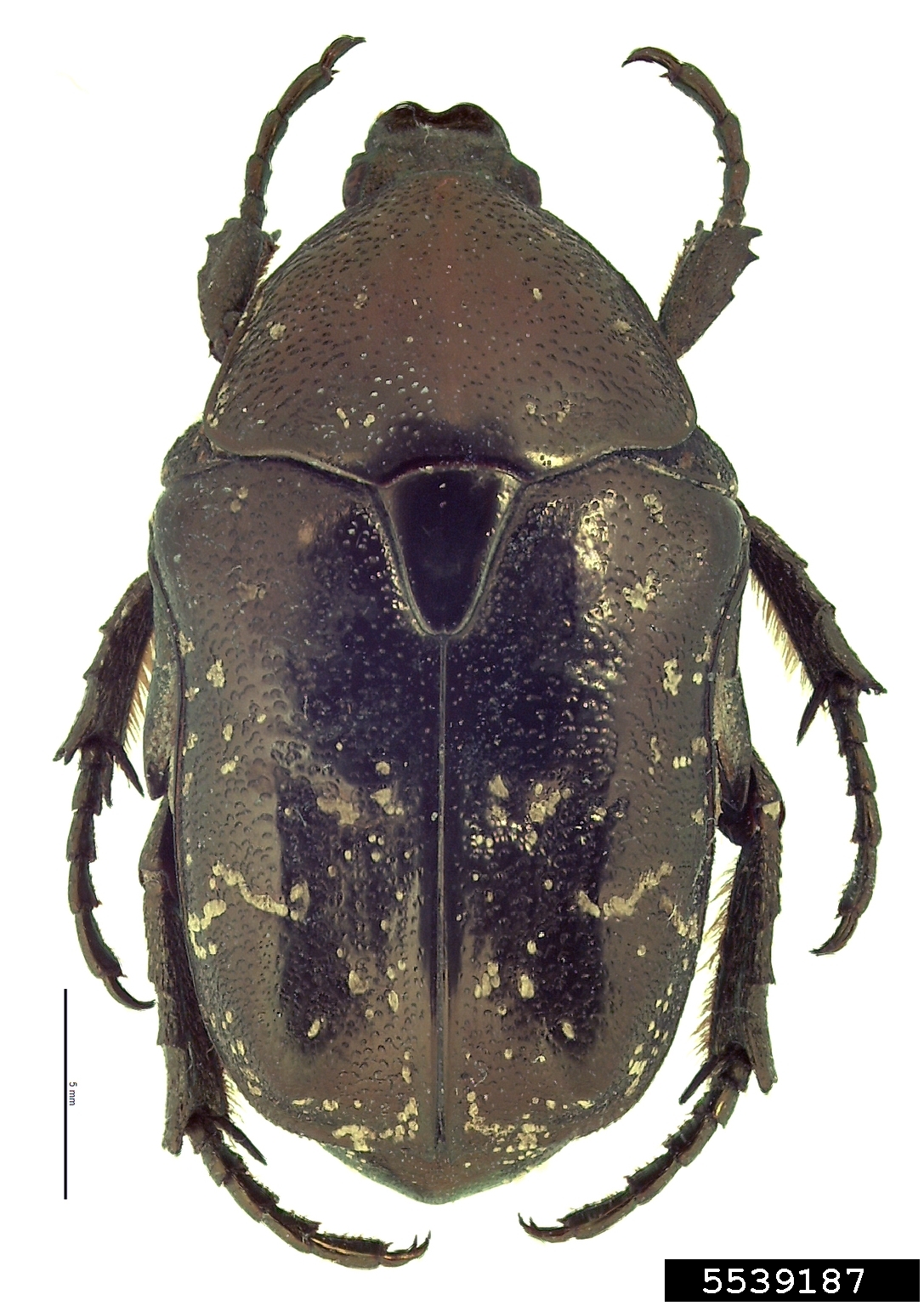 Oriental flower beetle (Protaetia orientalis (Gory & Percheron, 1833))