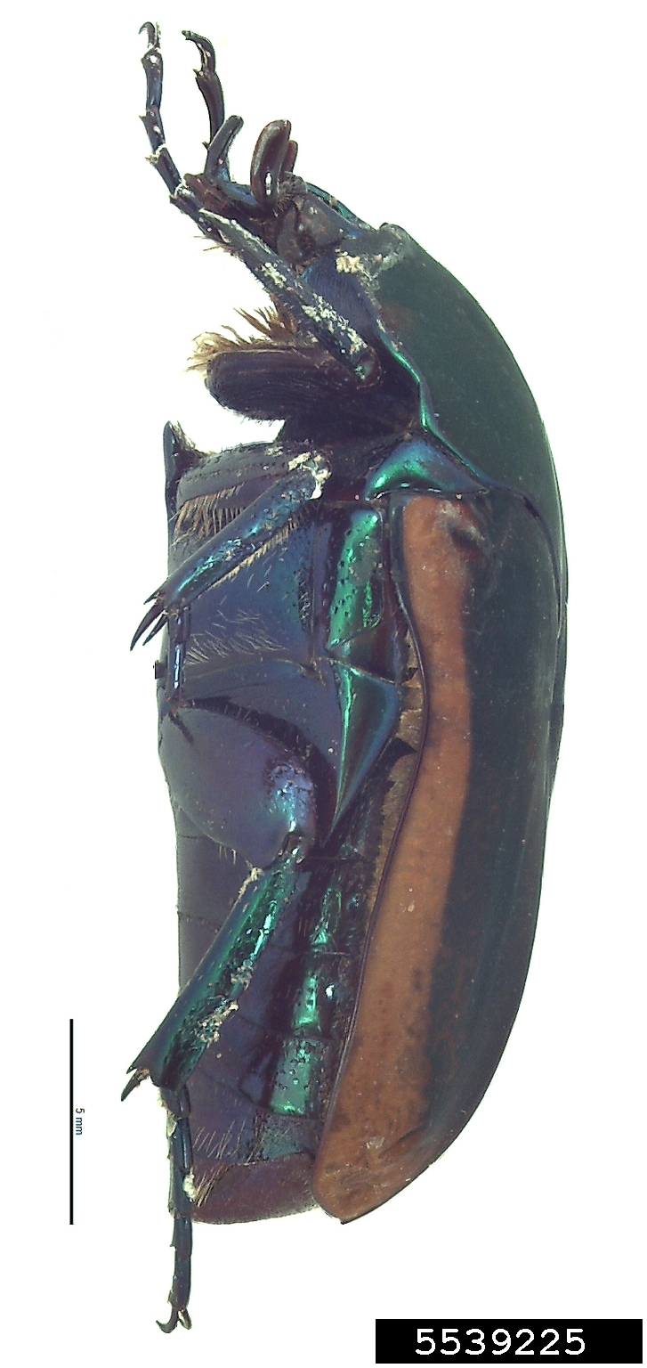 Figeater beetle (Cotinis mutabilis (Gory & Percheron, 1833))