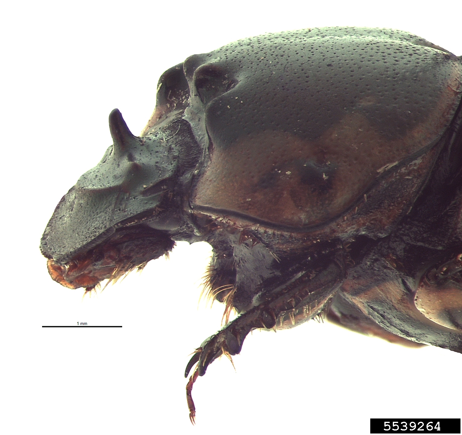 yellow shouldered dung beetle (Oniticellus militaris (Laporte [Comte de ...