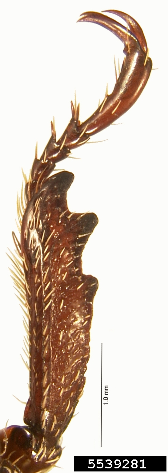 Chinese rose beetle (Adoretus sinicus)