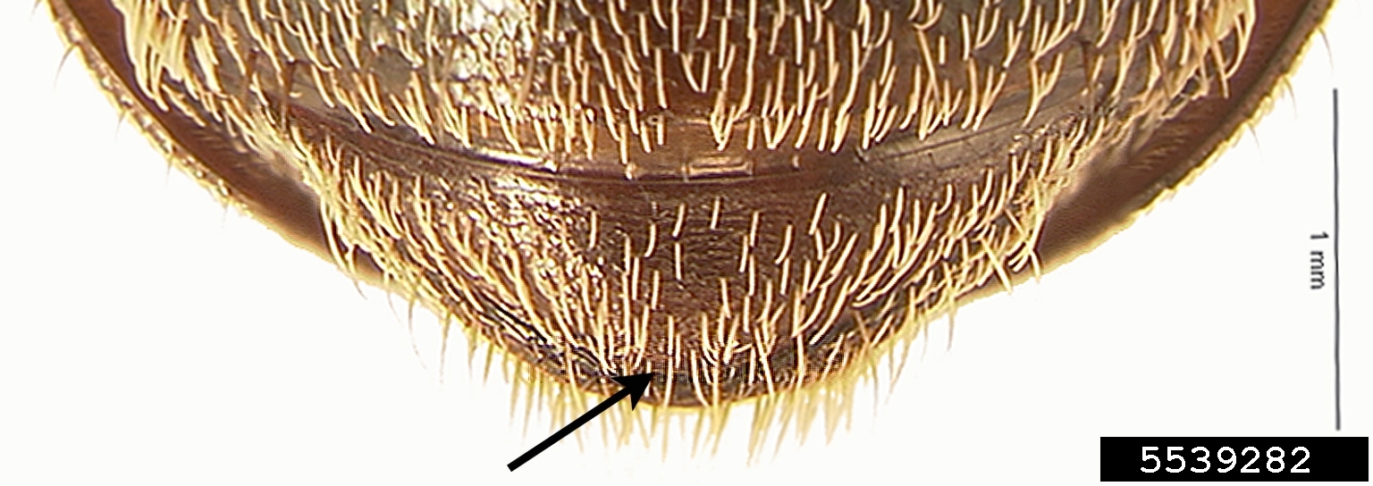 Chinese rose beetle (Adoretus sinicus)