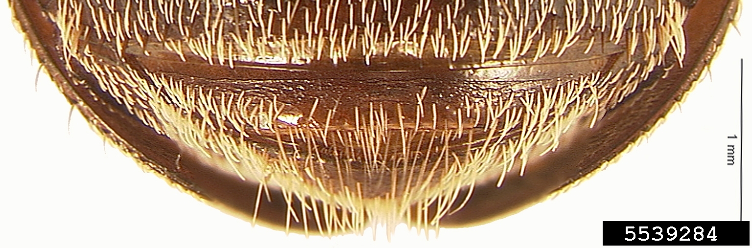 Chinese rose beetle, Adoretus sinicus (Coleoptera: Scarabaeidae) - 5539284