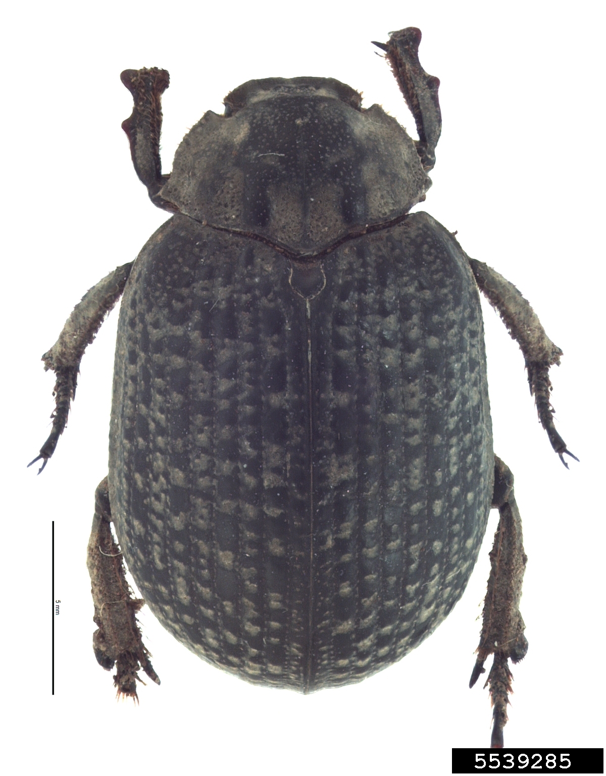 tall hide beetle (Omorgus procerus (Harold))