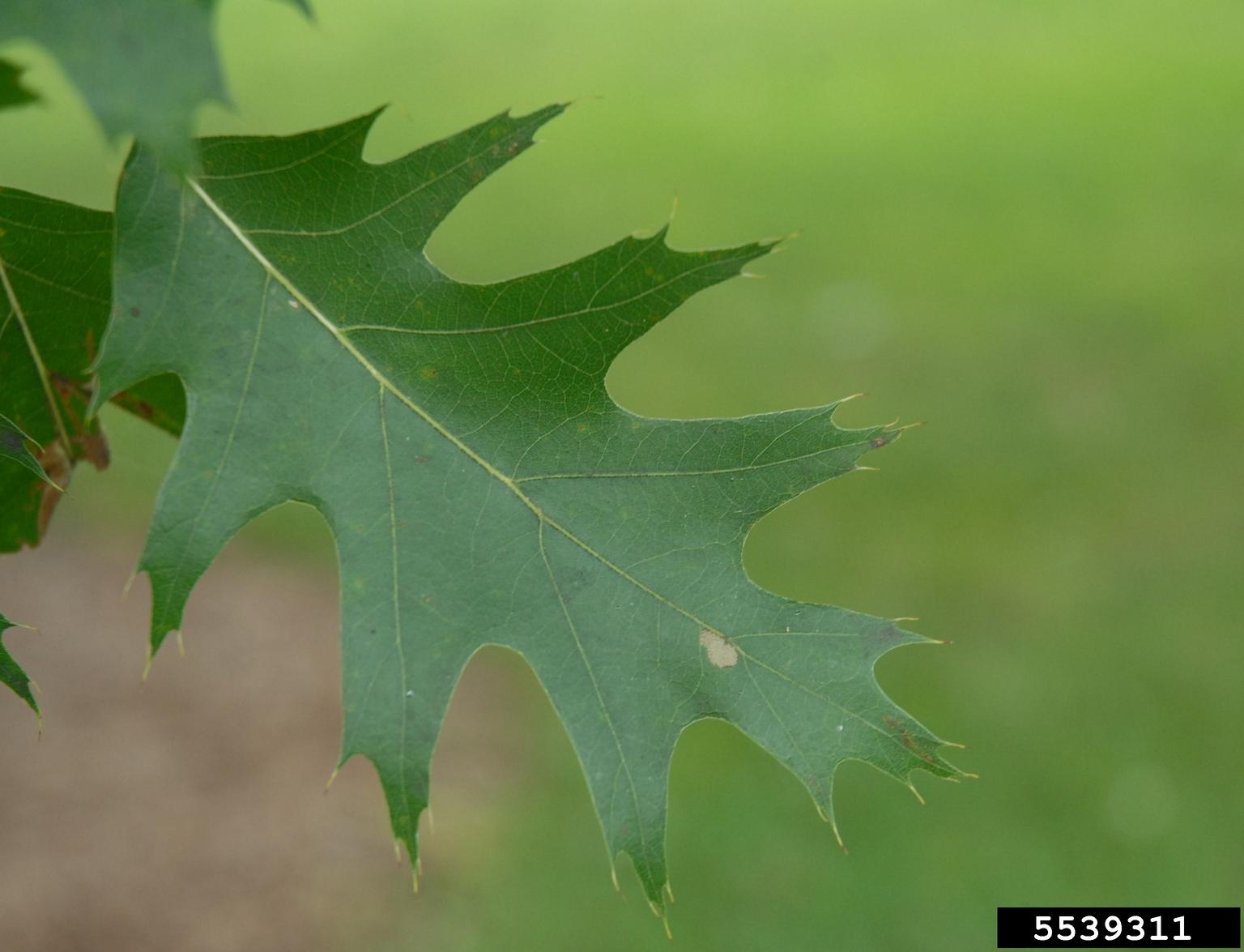 northern red oak (Quercus rubra L.)
