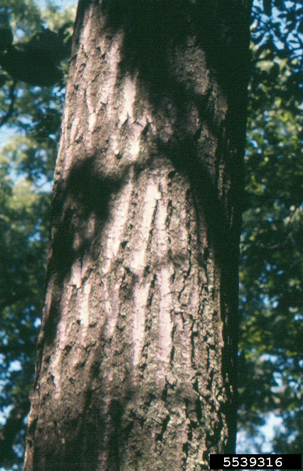 northern red oak (Quercus rubra L.)