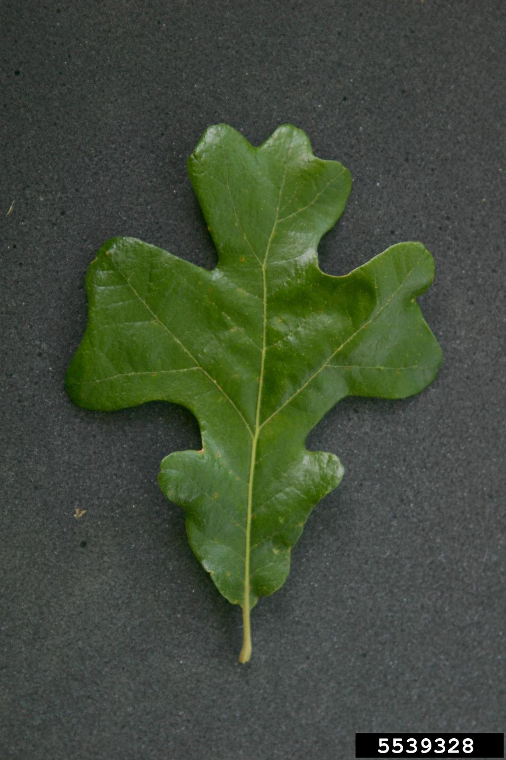 post oak (Quercus stellata Wangenh.)