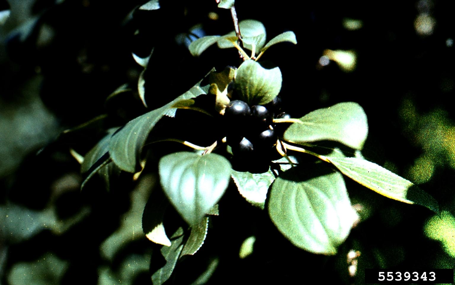 common buckthorn, European buckthorn (Rhamnus cathartica L.)