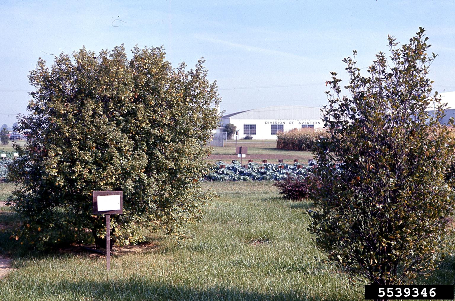 glossy buckthorn (Frangula alnus Mill.)