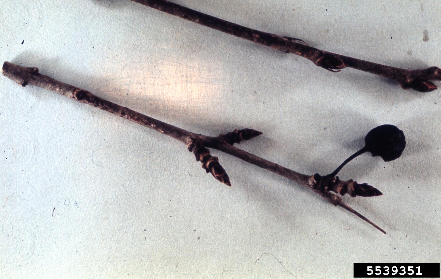 common buckthorn, European buckthorn (Rhamnus cathartica L.)