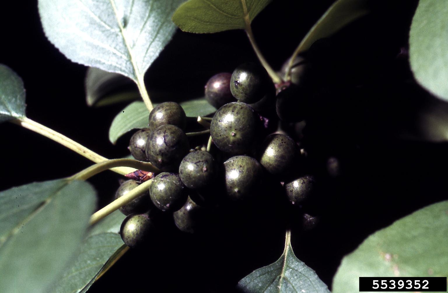 common buckthorn, European buckthorn (Rhamnus cathartica L.)