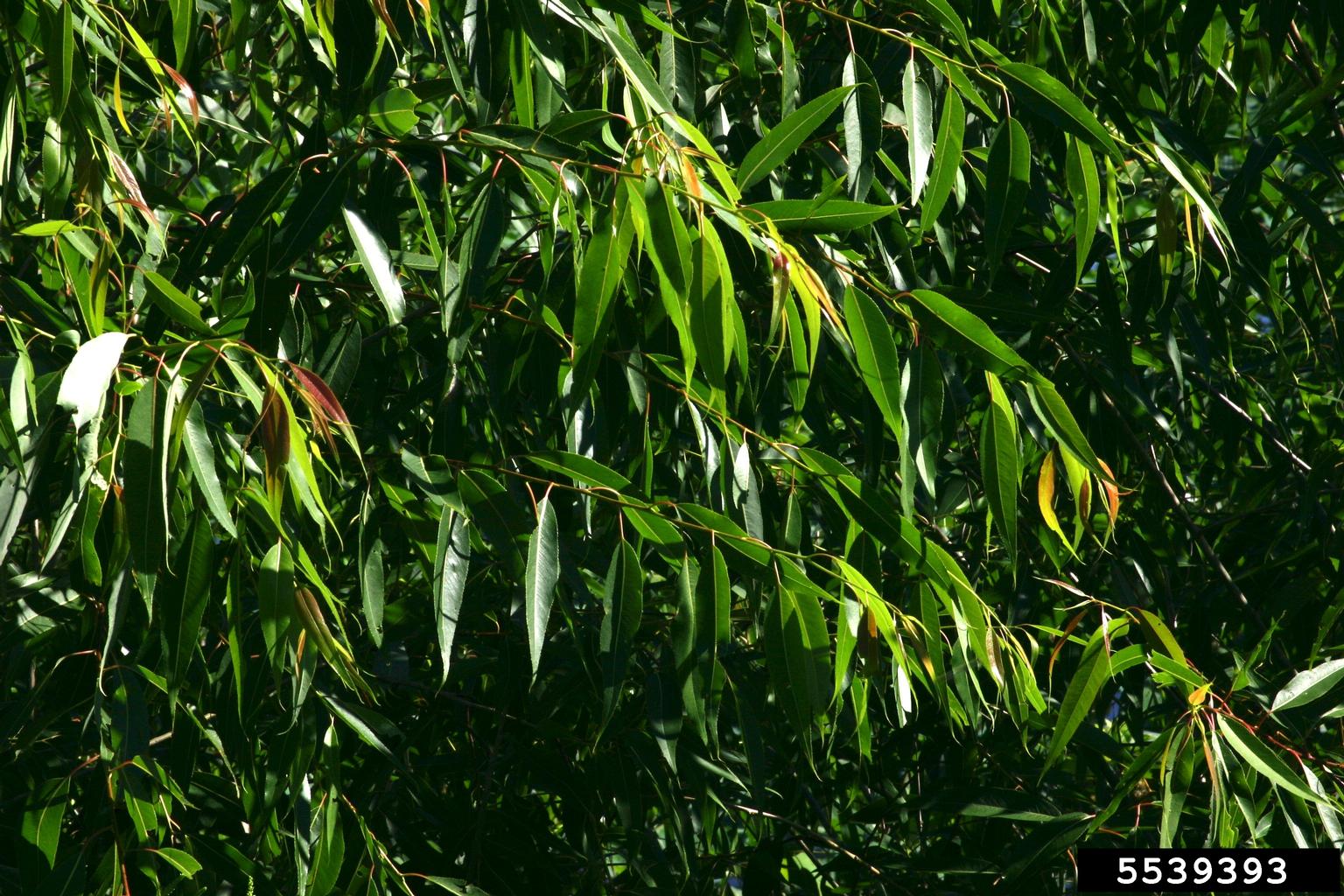 crack willow (Salix fragilis L.)