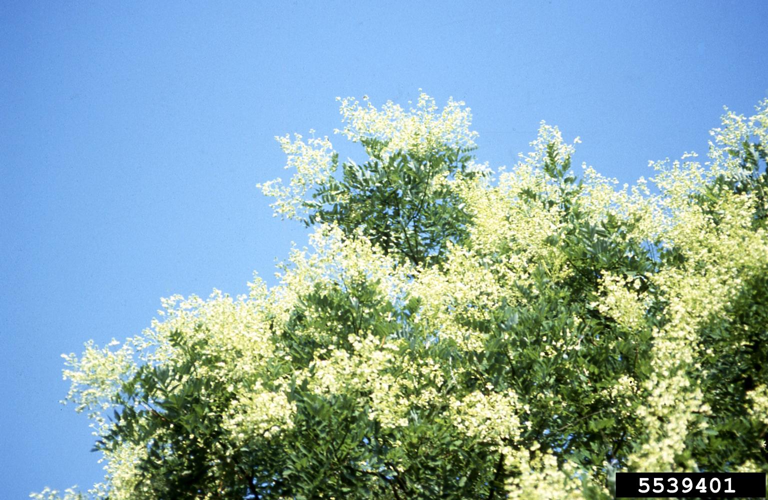 Japanese pagoda tree (Styphnolobium japonicum (L.) Schott)