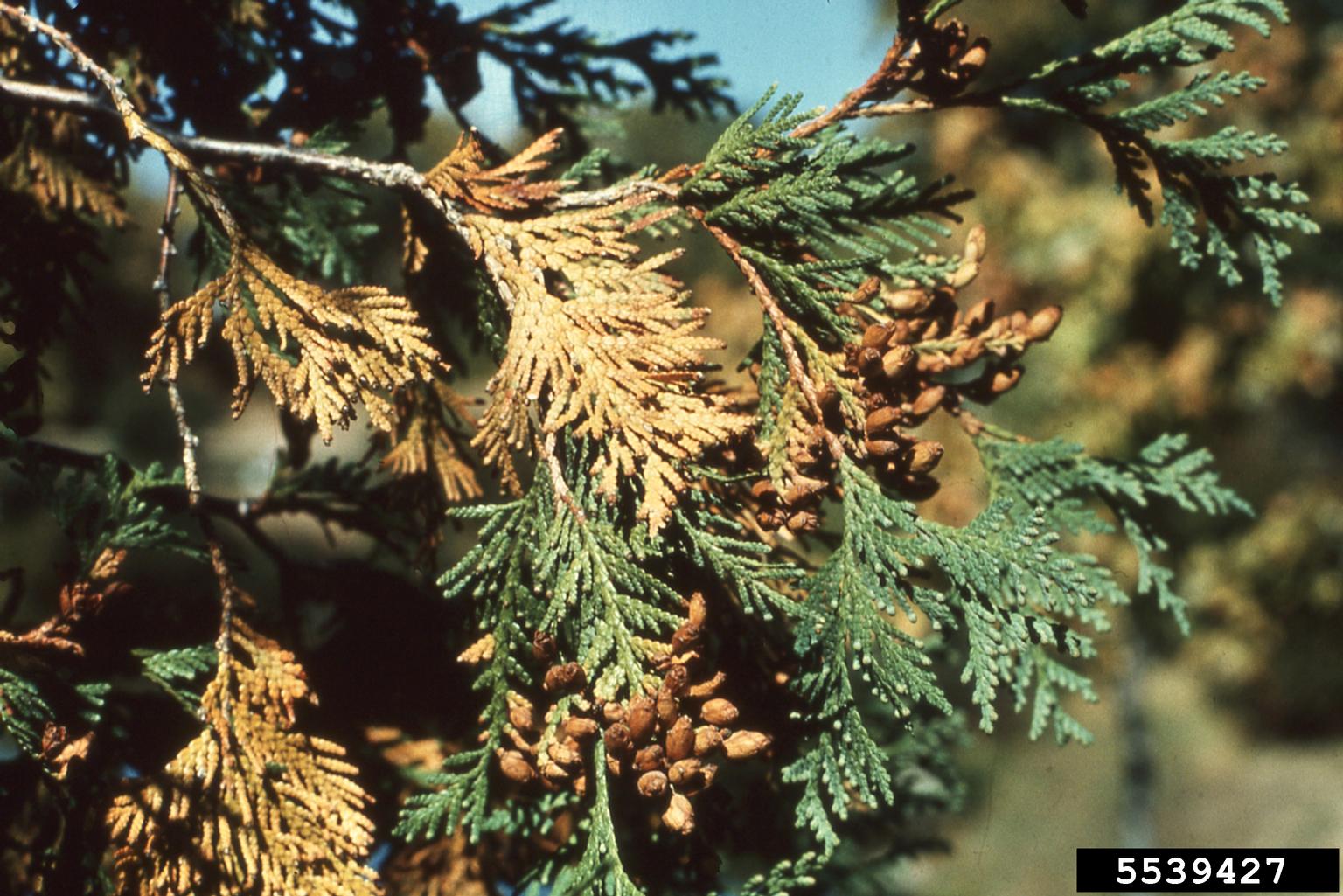 Northern White Cedar Grades