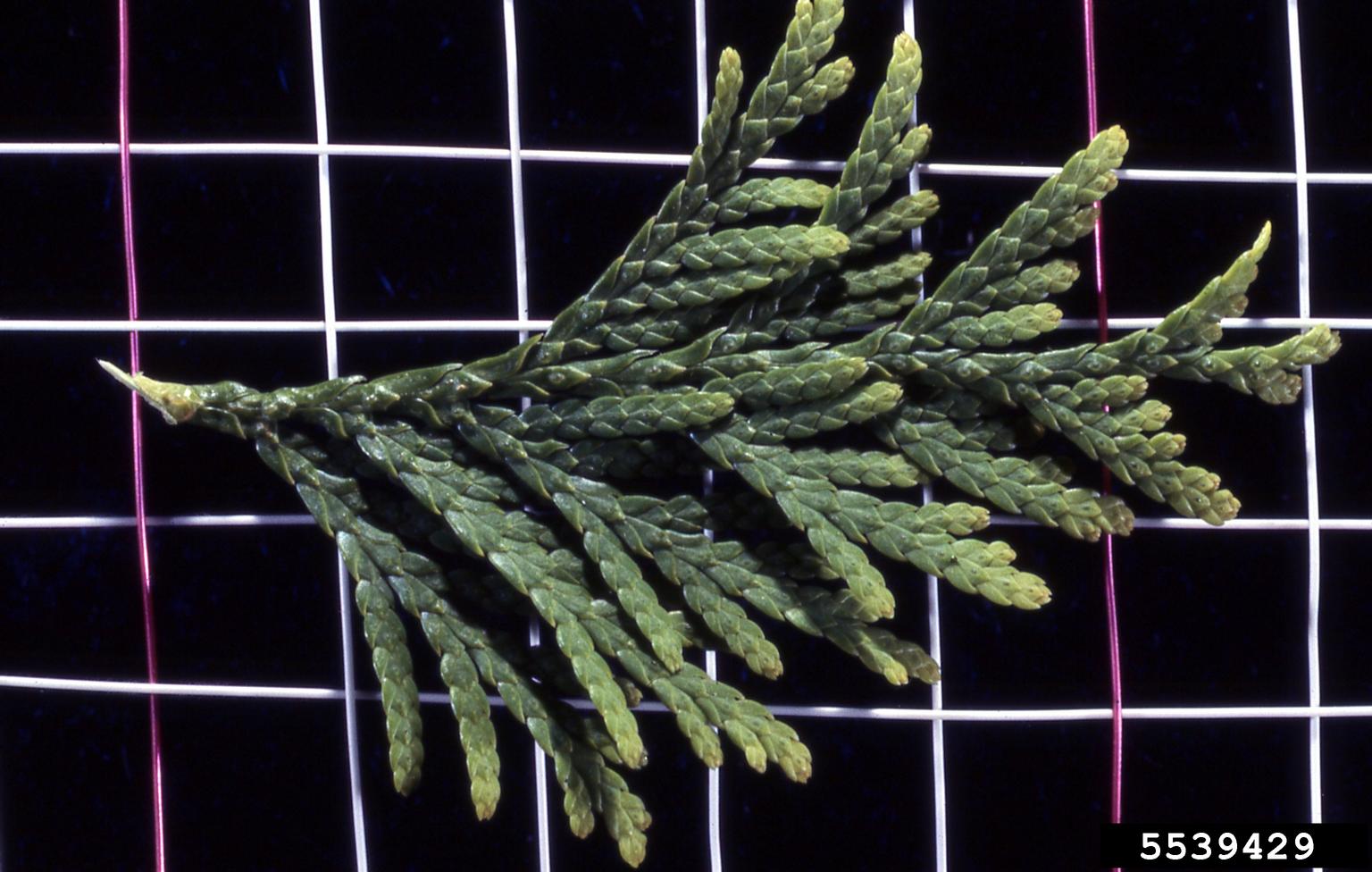 northern white cedar (Thuja occidentalis L.)