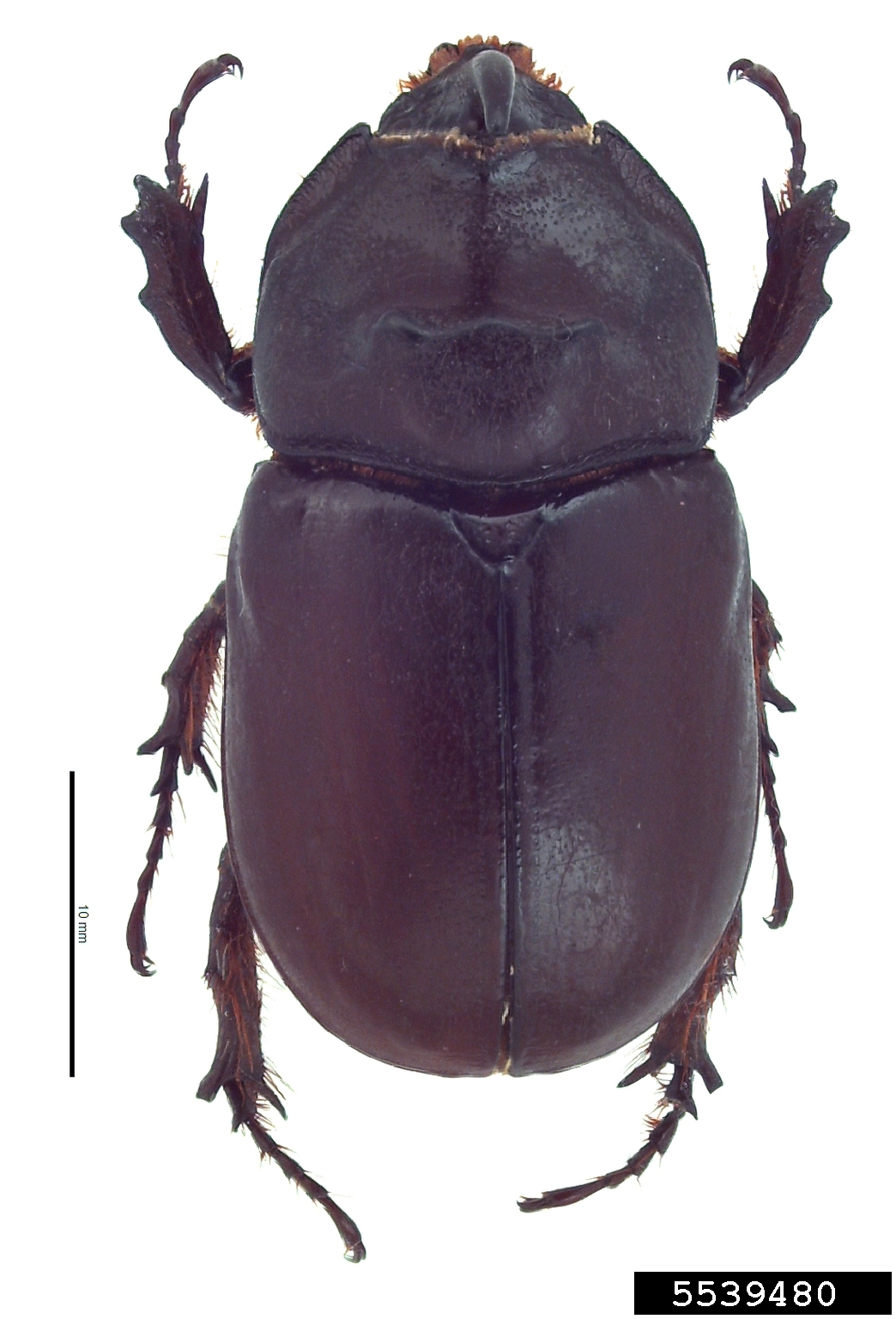 European rhinoceros beetle (Oryctes nasicornis (Linnaeus, 1758))
