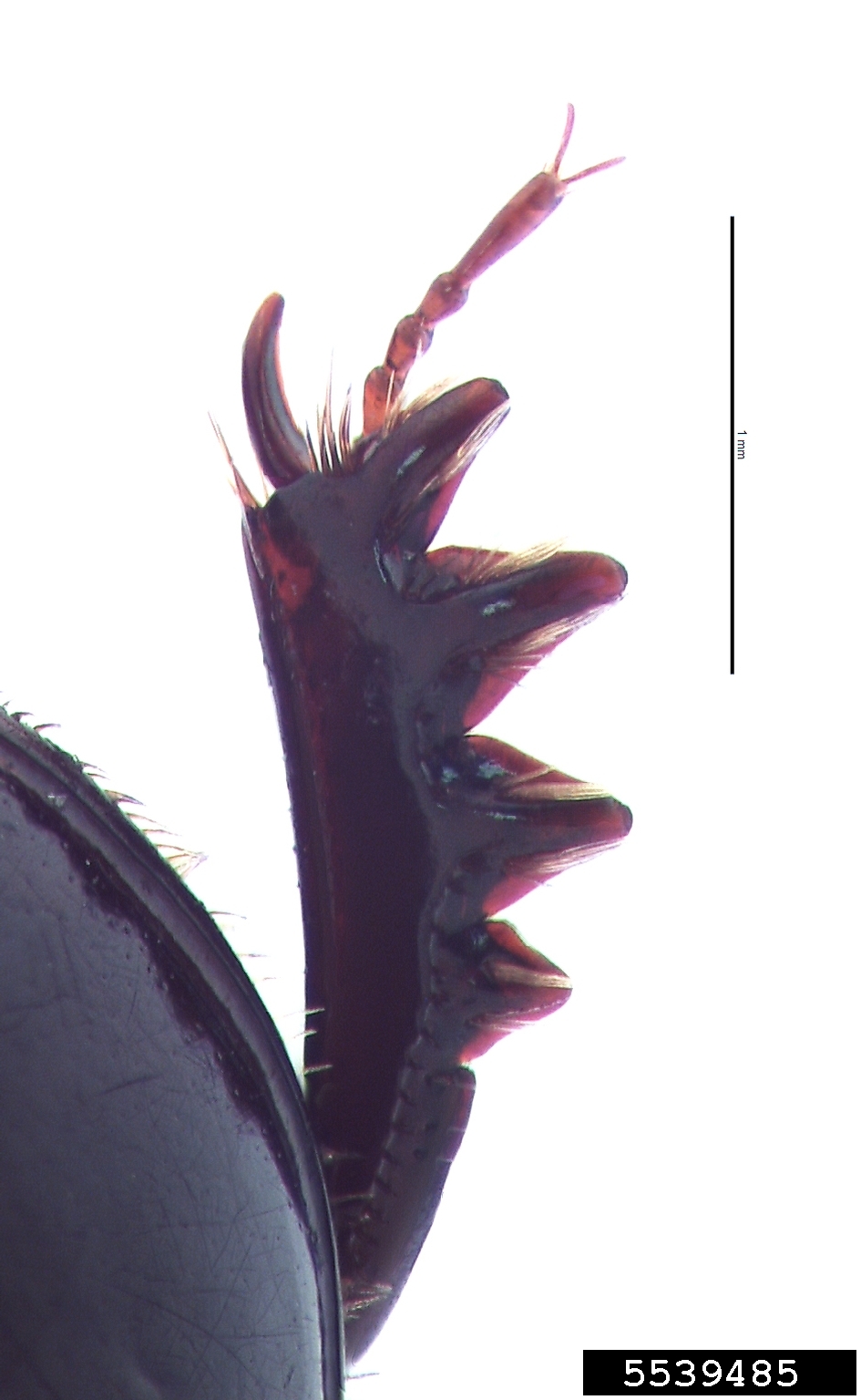 bordered dung beetle (Oniticellus cinctus (Fabricius, 1775))