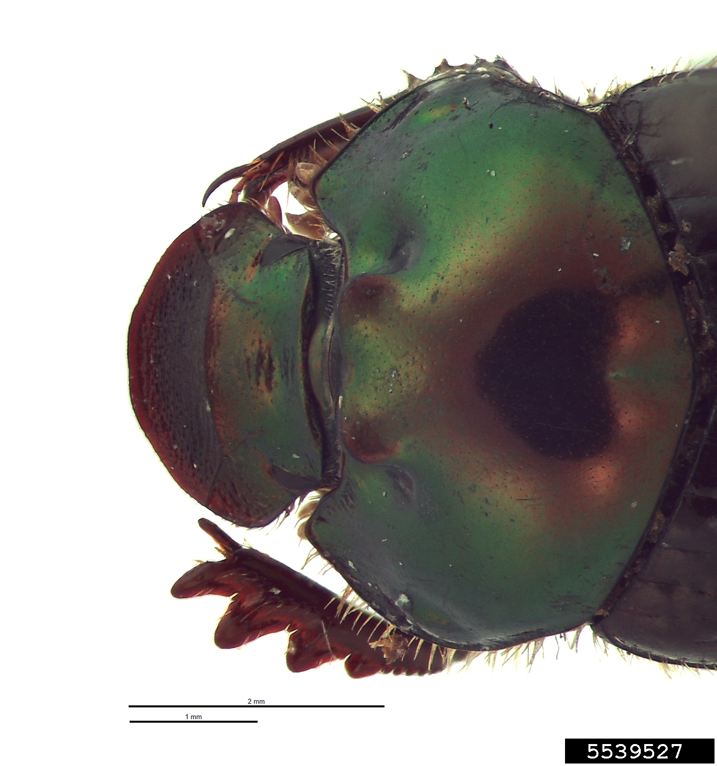 burrow dung beetle (Onthophagus cuniculis MacLeay)