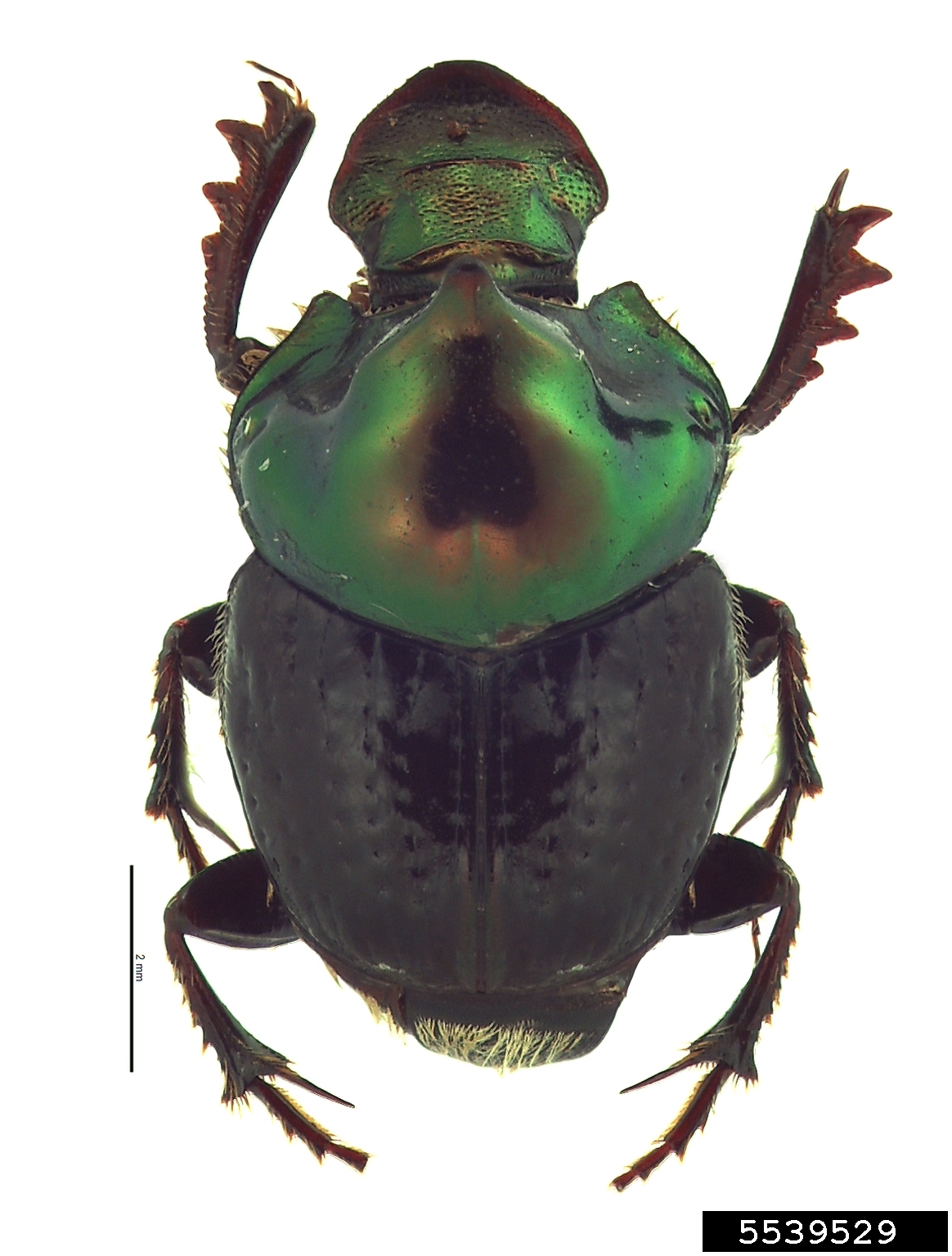 burrow dung beetle (Onthophagus cuniculis MacLeay)