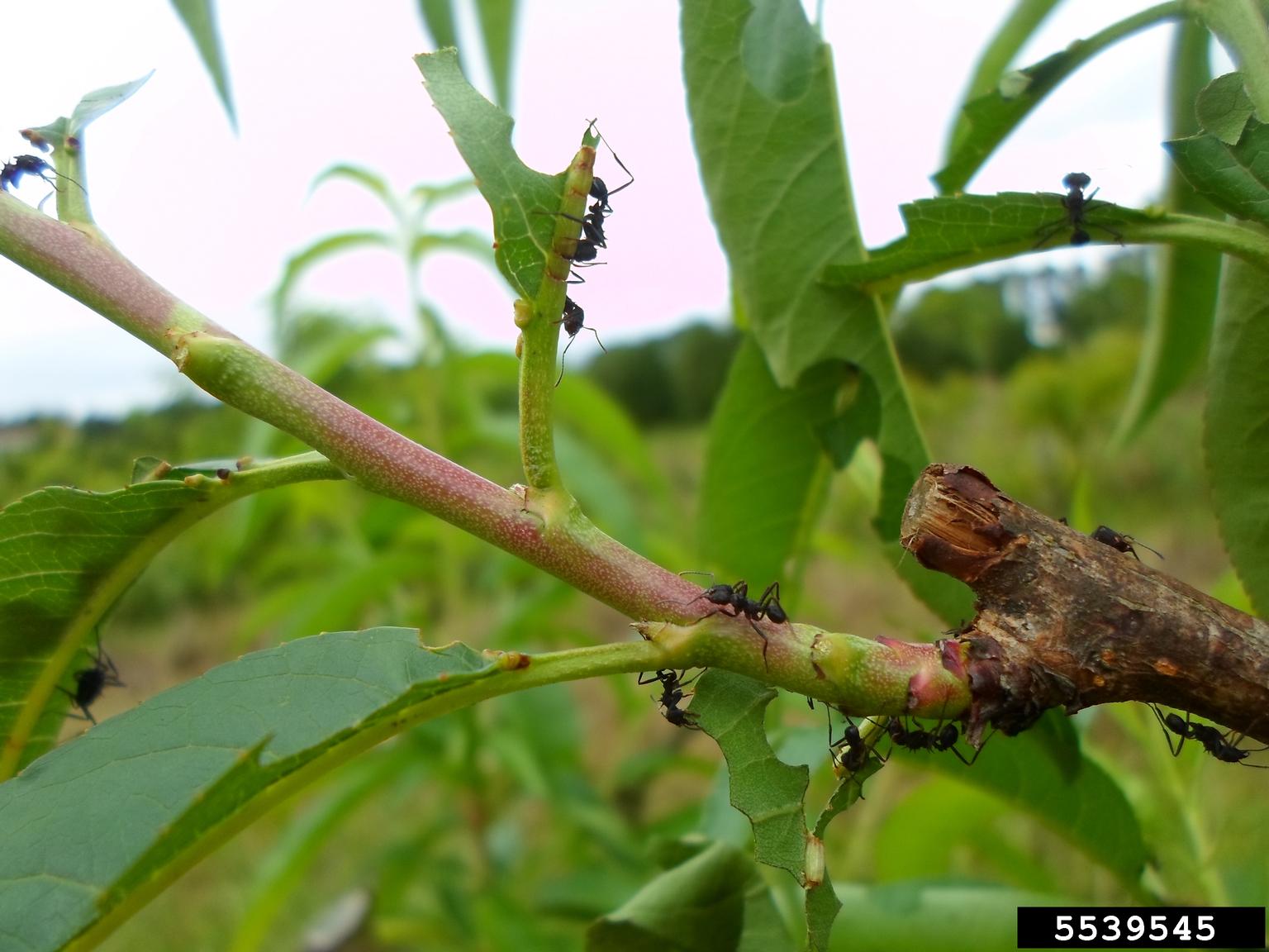 ants (Subfamily Myrmicinae) (Subfamily Myrmicinae)