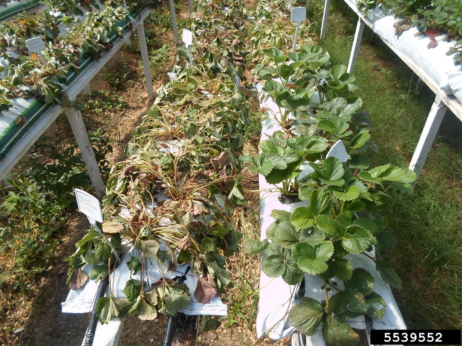 strawberry (Genus Fragaria)