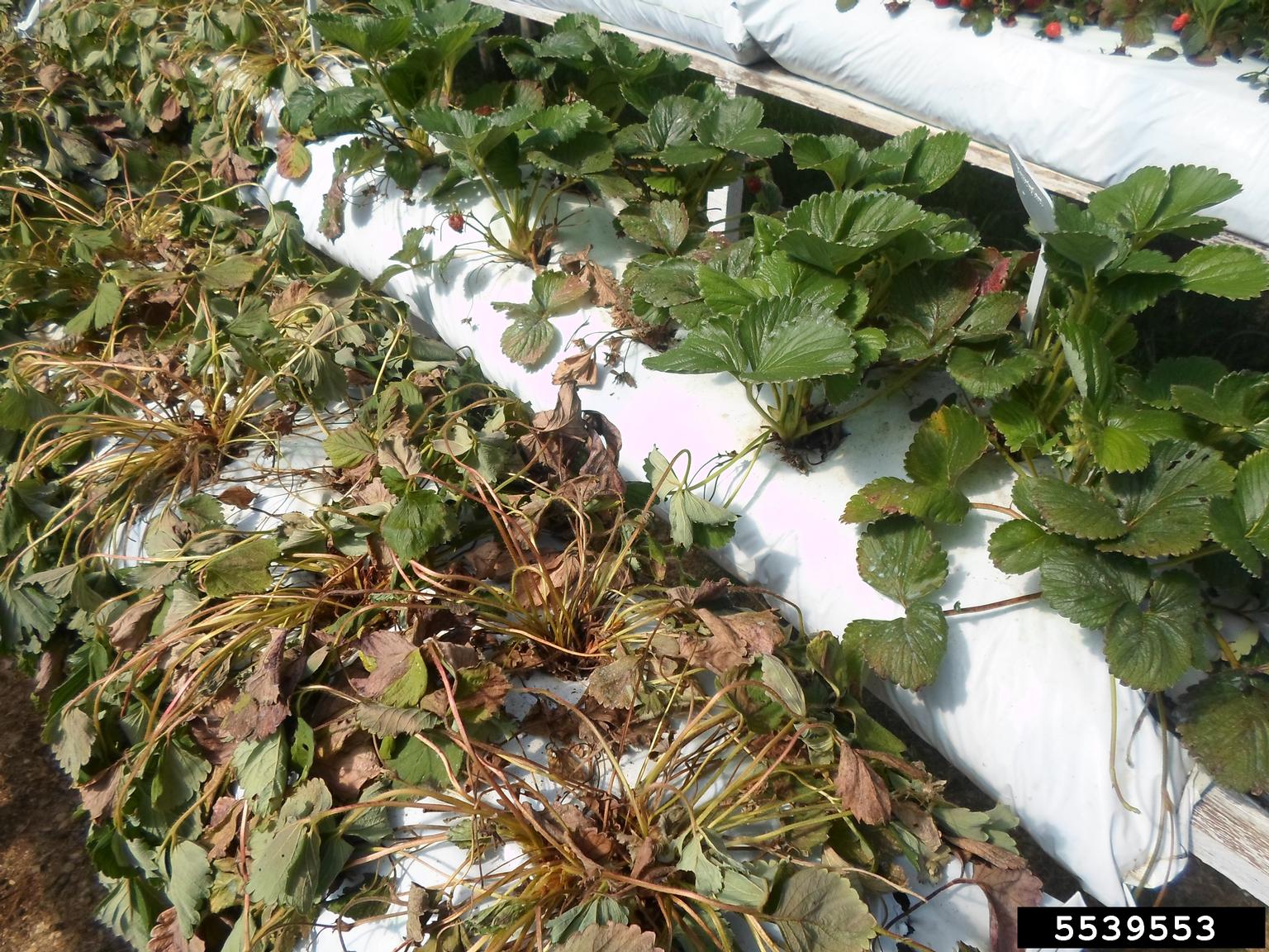 strawberry (Genus Fragaria)