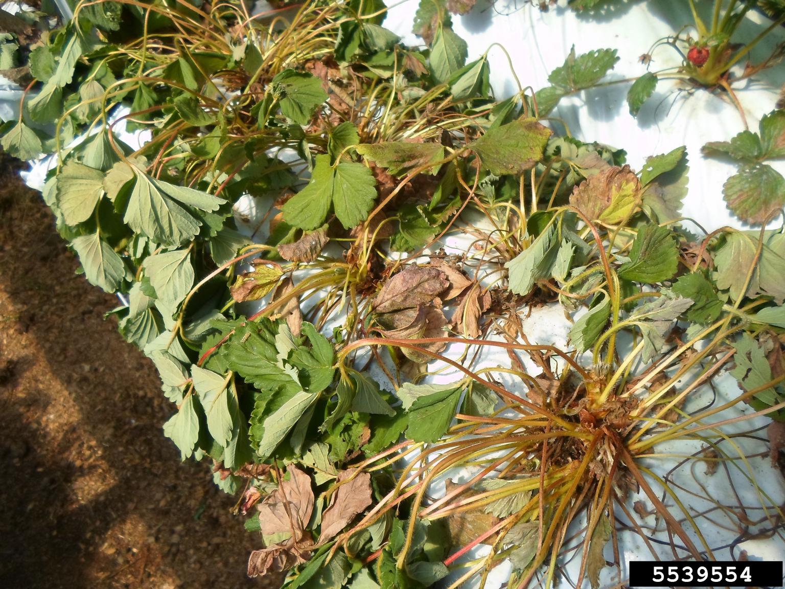 strawberry (Genus Fragaria)