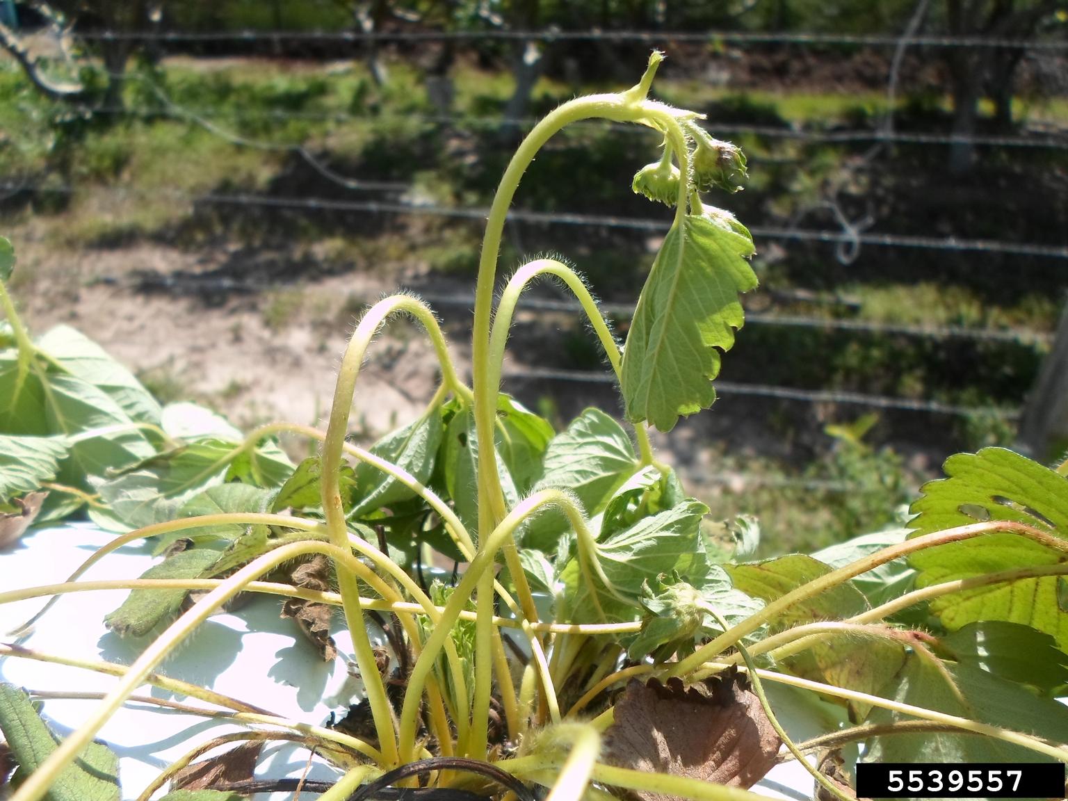 strawberry (Genus Fragaria L.)