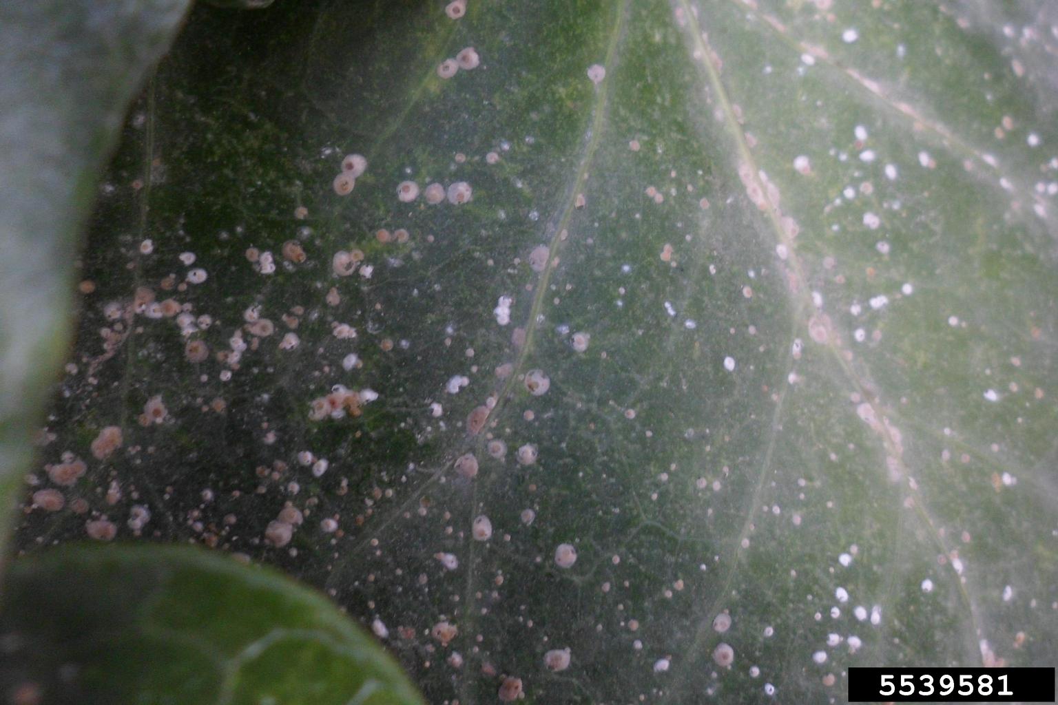 armored scales (Genus Aspidiotus Bouche, 1833)