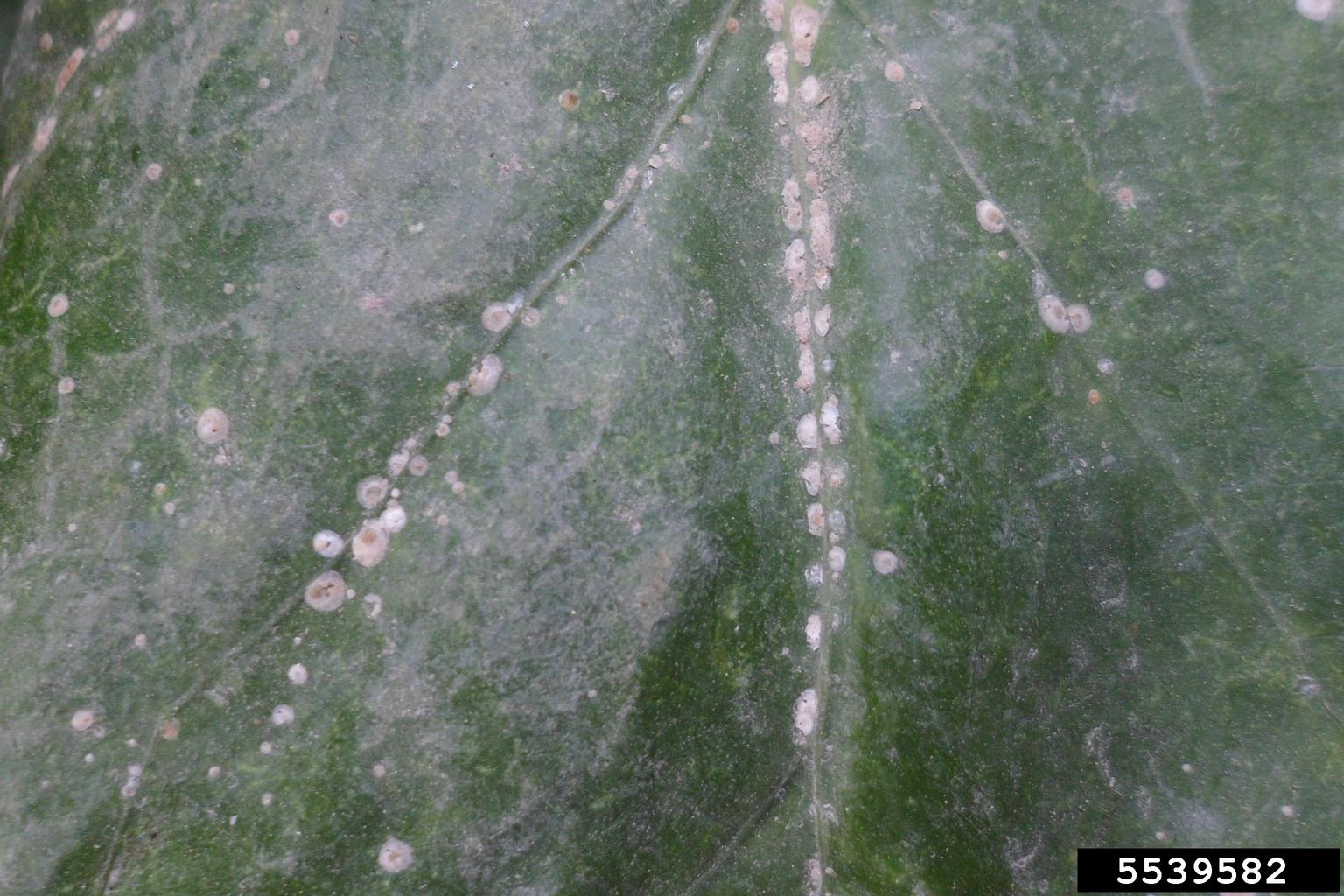 armored scales (Genus Aspidiotus)