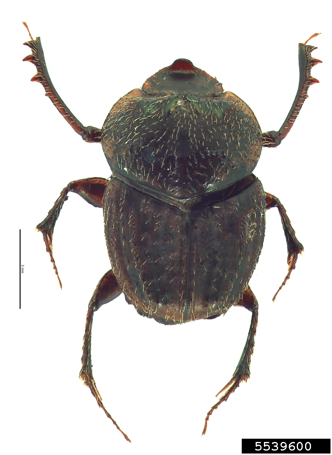 granulose dung beetle (Onthophagus granulatus Boheman)